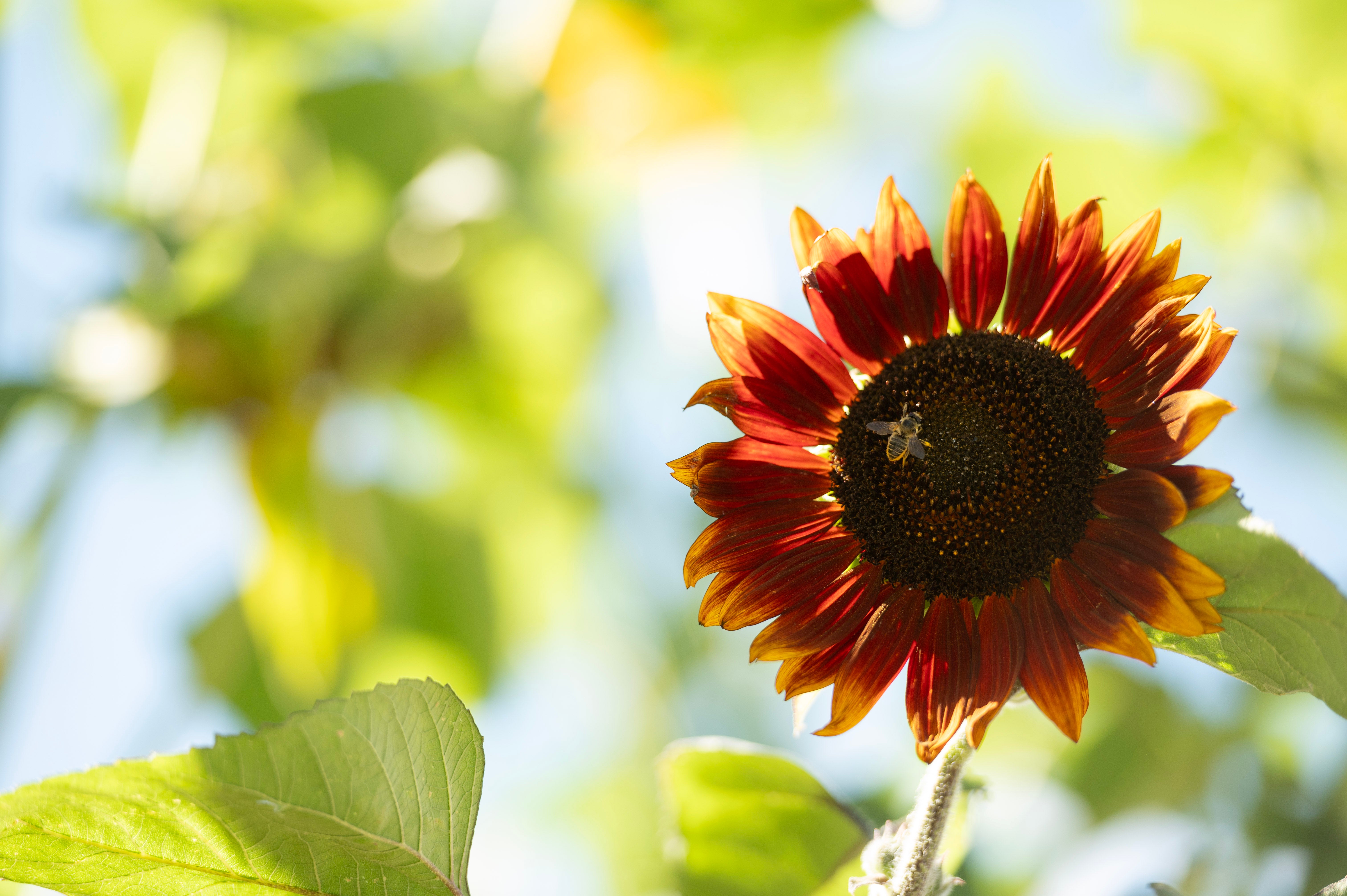 The history of CU Boulder’s red sunflower was nearly discarded. Now it ...